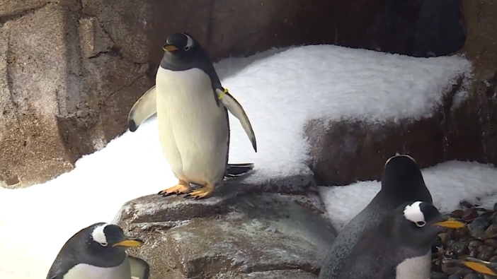 'Zoo View:' Meet Kansas City's newest penguin chicks Blizzard, Vortex