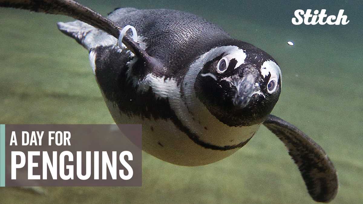 Spare a thought for our flightless friends on Penguin Awareness Day