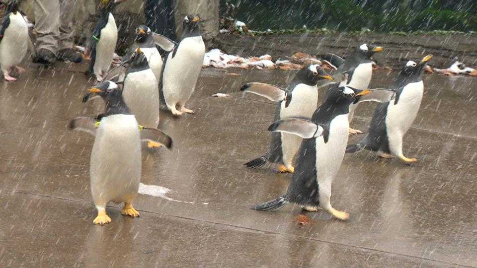 Penguins on parade: Watch them strut their stuff outside in the snow at ...