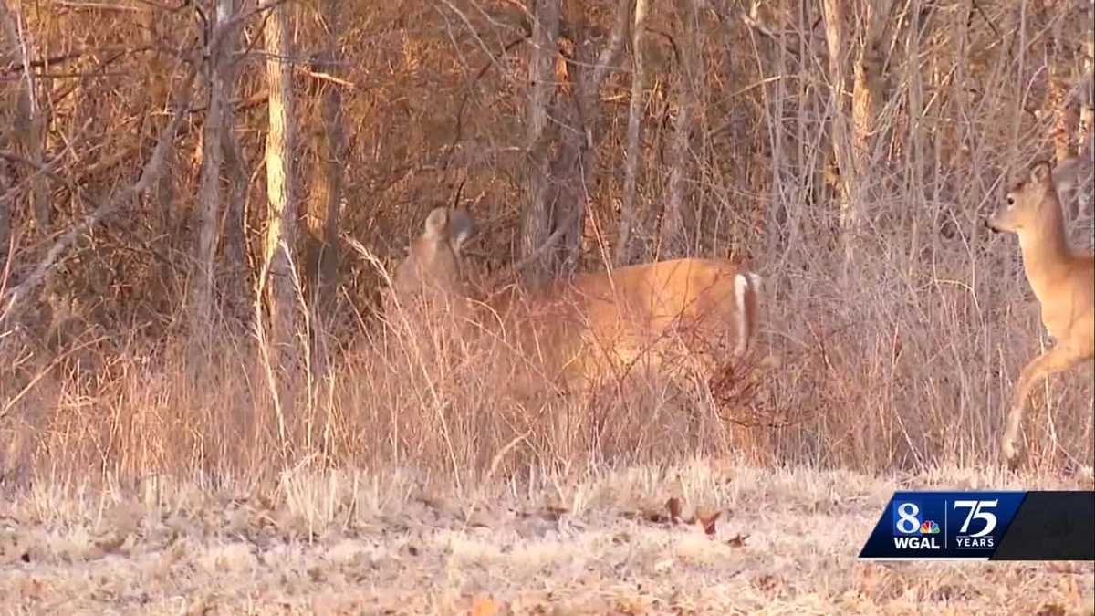 State asks deer hunters to report poachers