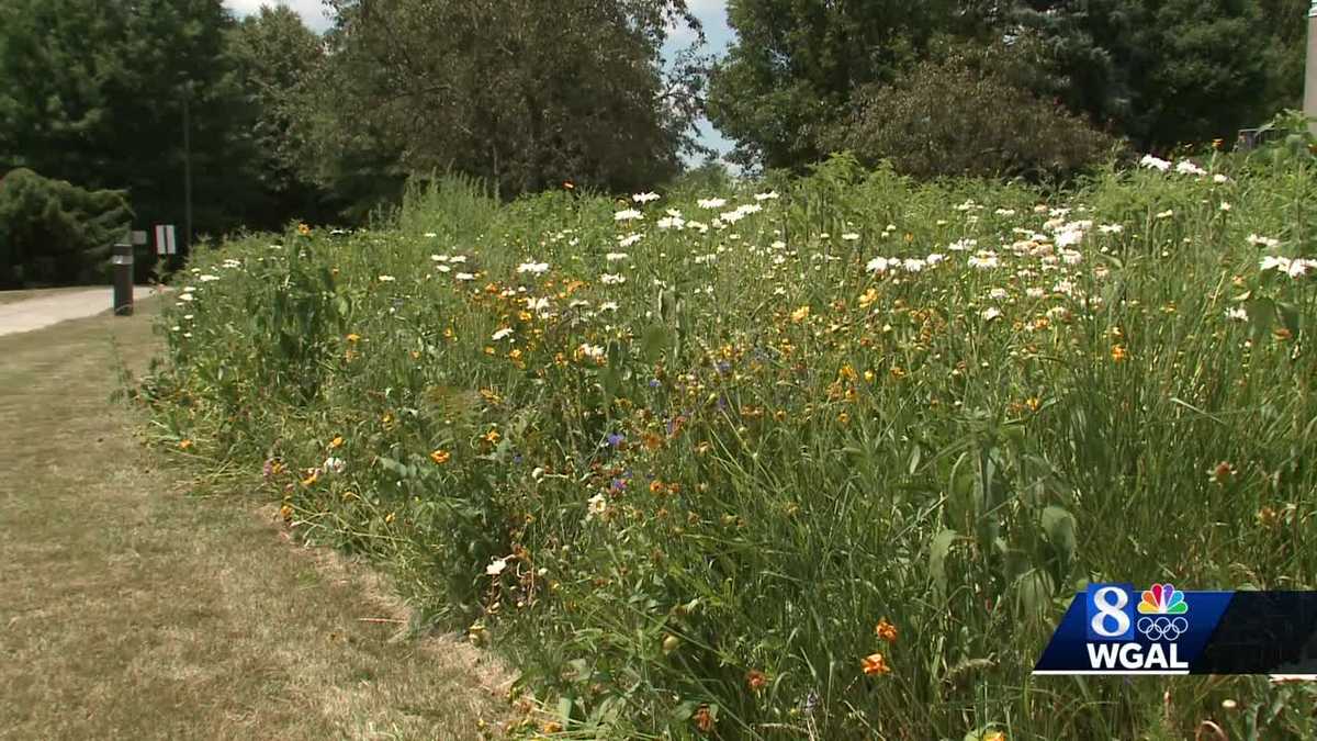 Pennsylvania Turnpike Commission is growing pollinator habitats Pennsylvania Turnpike Commission is growing pollinator habitats
