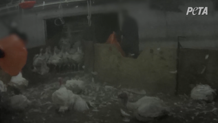 Pennsylvania turkey farm workers charged with animal cruelty