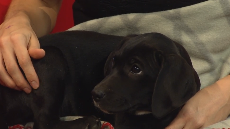 Animals up for adoption through SAAP