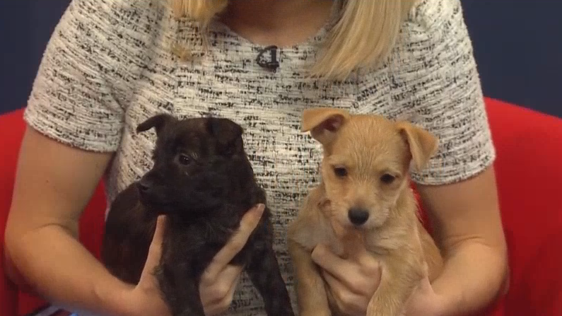 Animals up for adoption through SAAP