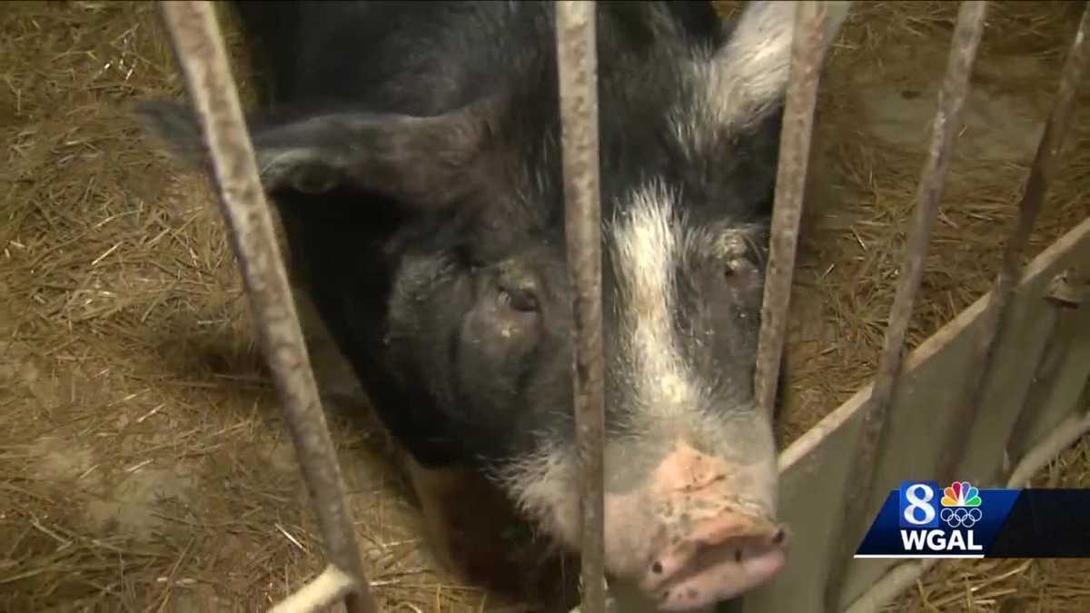 Farmers take precautions after death of pig infected by Strep zoo bacteria