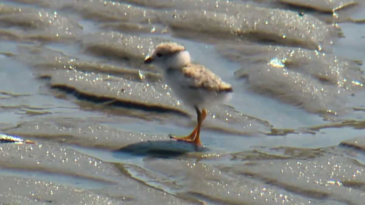 Piping plovers prevent people from driving on Duxbury Beach