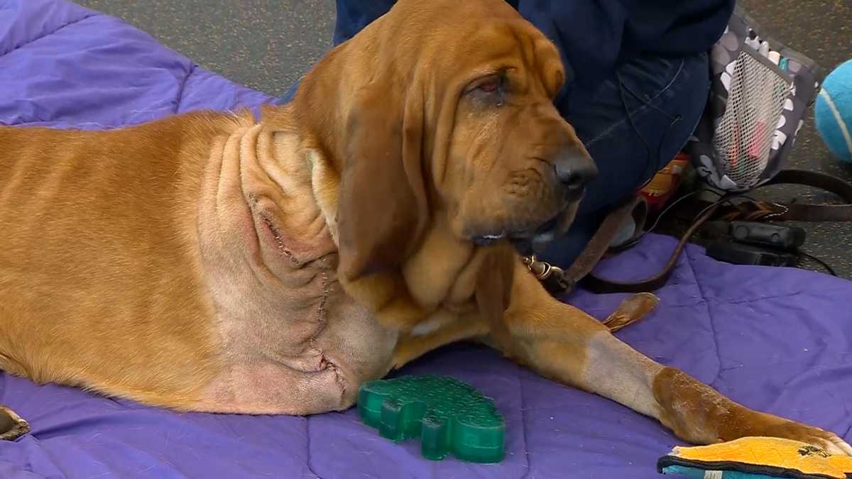 Meet Blue, the K9 cancer survivor 'tripod' dog who needs a home