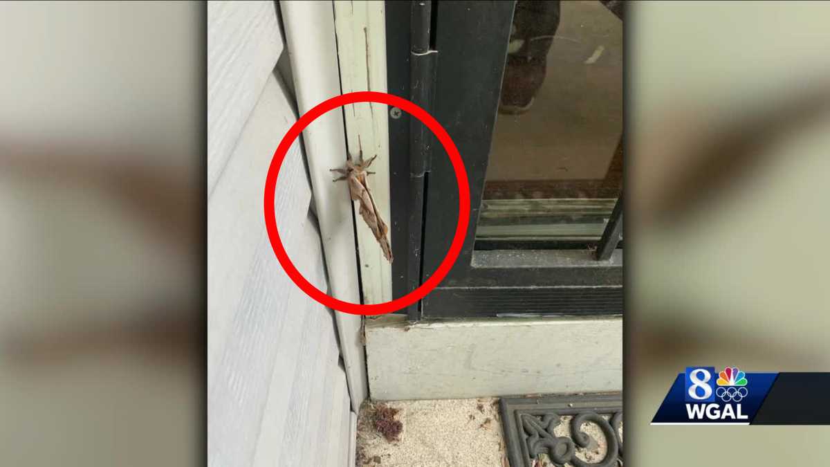 PA. RESIDENTS are noticing this giant bug