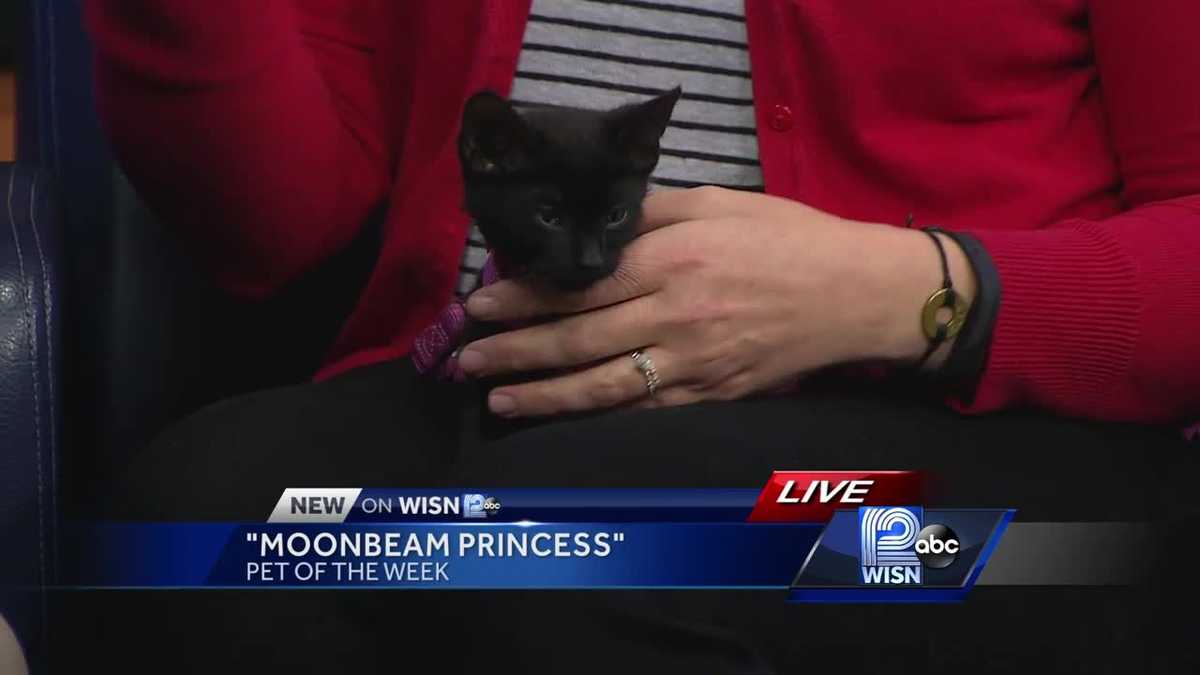 12/24 Pet of the Week: Moonbeam Princess