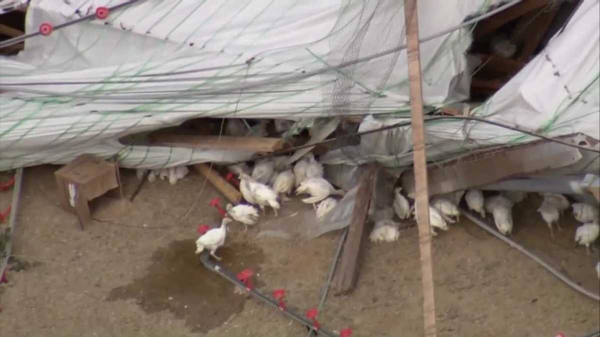 VIDEO: Storm damage at turkey farm in Indiana