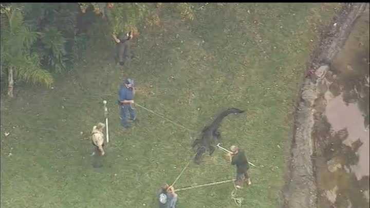 Alligator captured after attacking man