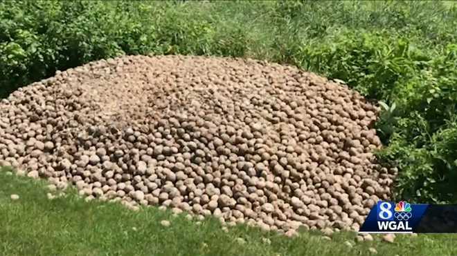 'Putrid' piles of potatoes dumped at two businesses in Lancaster County