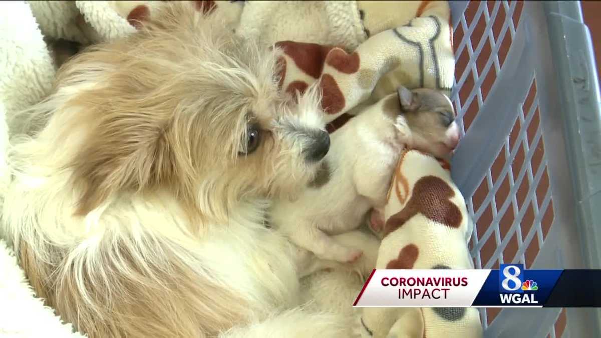 PSPCA in Lancaster seeks help from community during coronavirus pandemic
