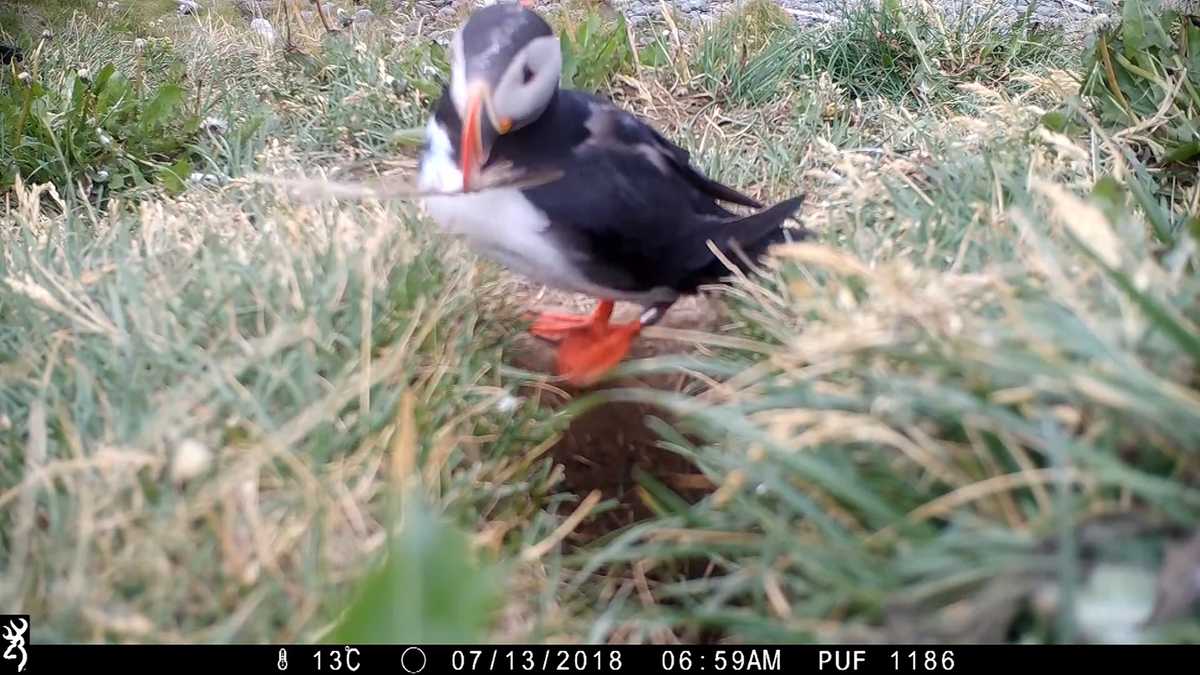 WATCH: Puffin bird caught on camera using a stick to scratch an itch