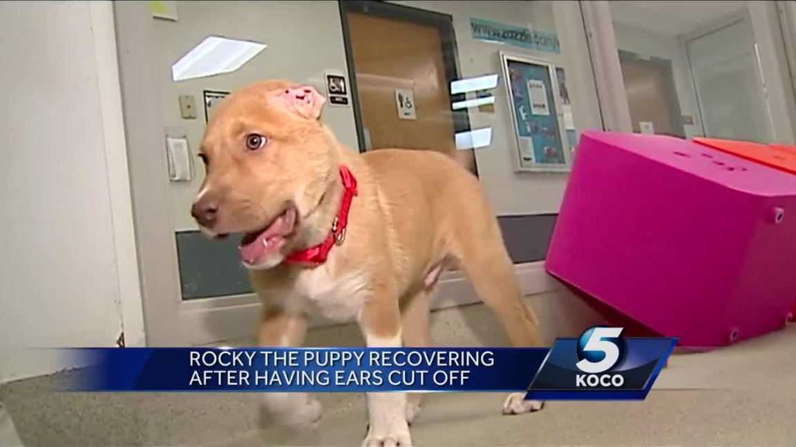 Puppy recovering after having ears cut off
