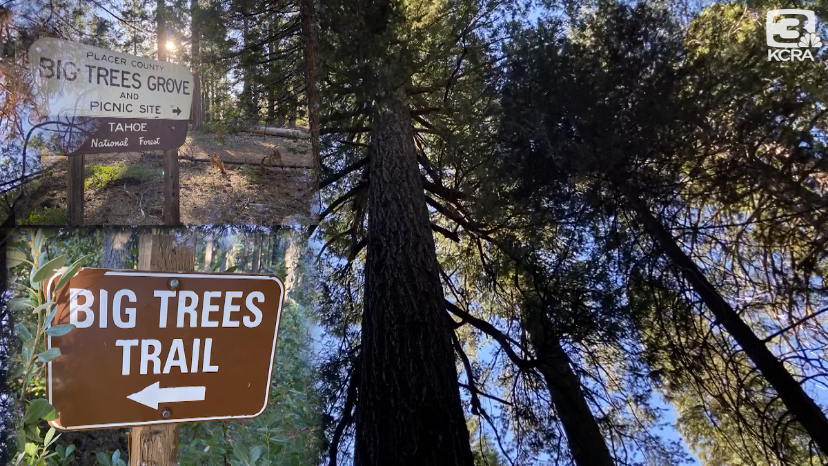 Explore Outdoors: Big Trees Trail in Tahoe National Forest threatened ...