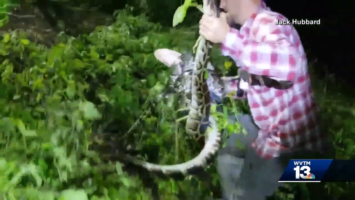 Florida man comes to rescue of gator caught in Python's squeeze in ...