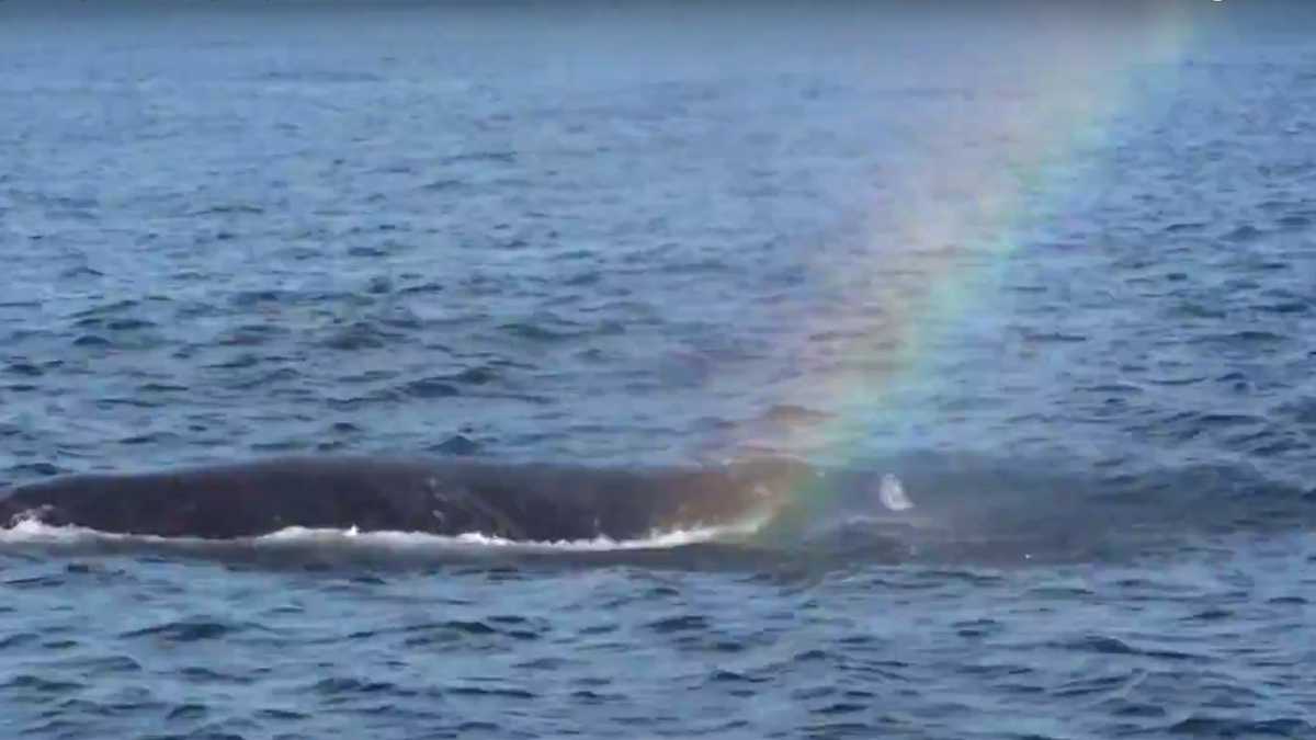 Raw Video: Rainbow humpback whale spouts in Monterey Bay