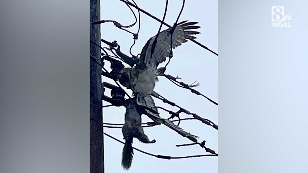 Red-tailed hawk tangled in South-Central Pa. powerlines