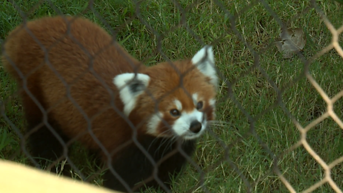 Oklahoma City Zoo celebrates International Red Panda Day