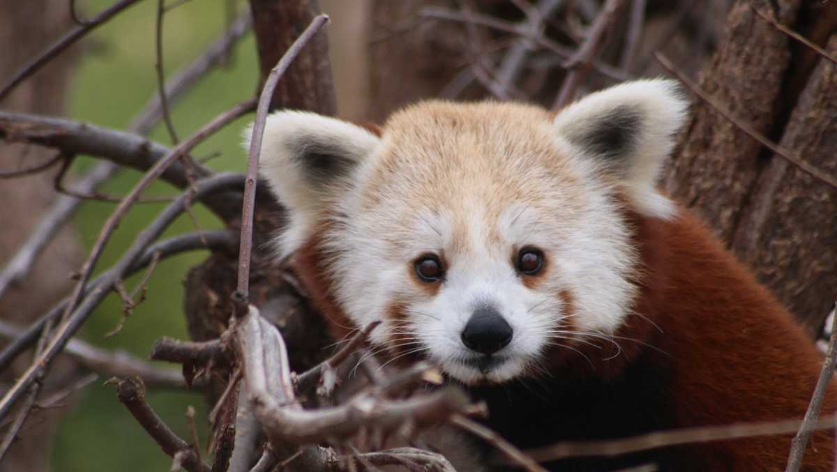 OKC Zoo's Red Panda gets final check-up before moving to Omaha