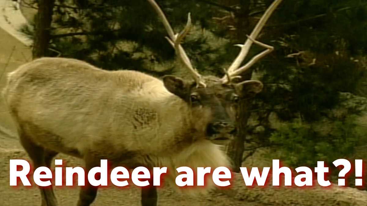 Santa’s reindeer might not be who you think they are