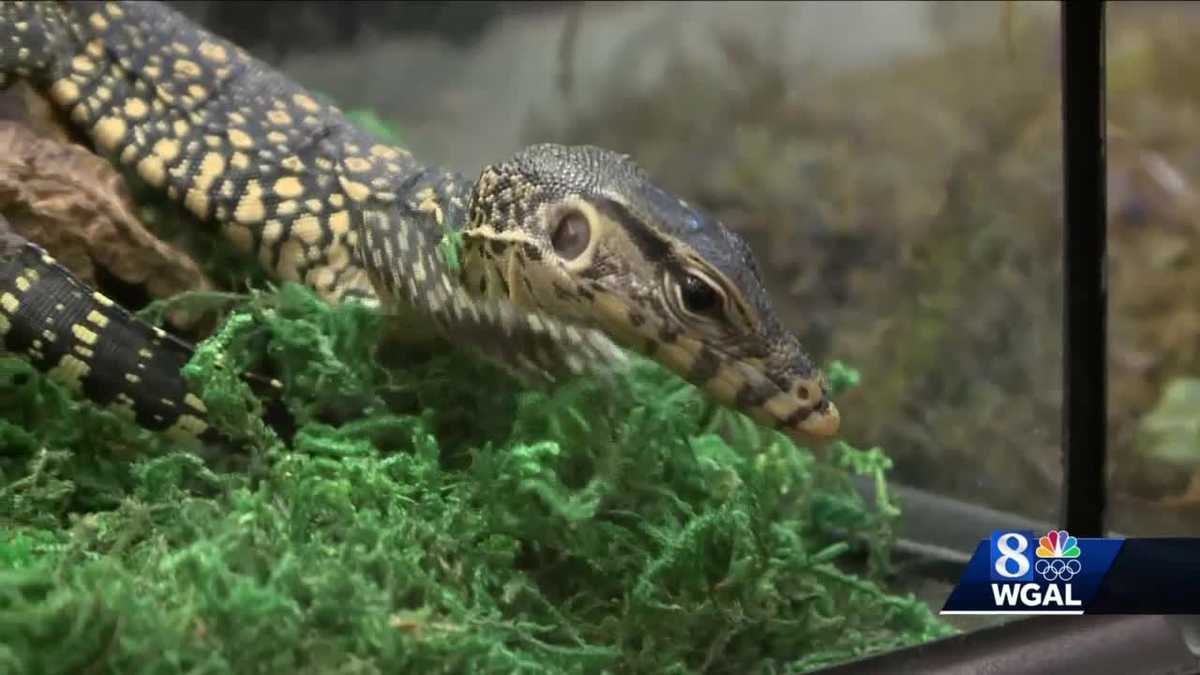 Snakes, lizards and turtles take center stage at reptile show