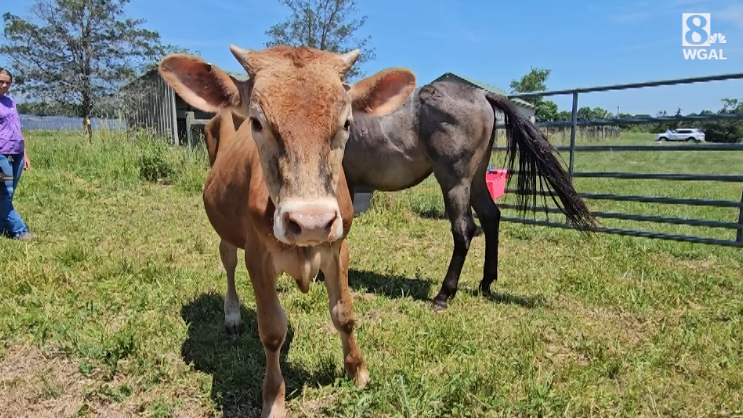 Adams County SPCA gives update on 36 rescued animals