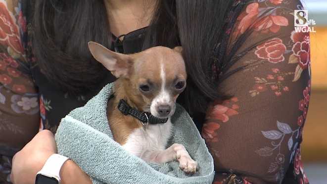 Adams County SPCA: Rescued Chihuahuas still traumatized