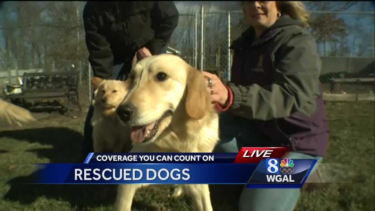 Dogs rescued from South Korean meat market now in Lancaster County