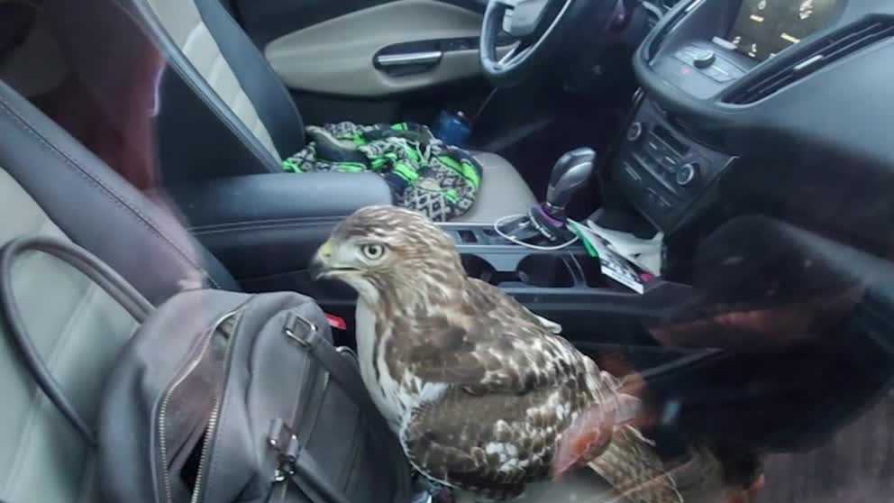 Woman's rescue of injured hawk turns into wild ride