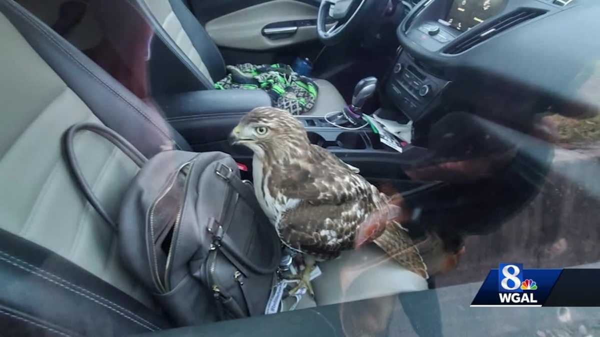 Cumberland County woman's rescue of injured hawk turns into wild ride