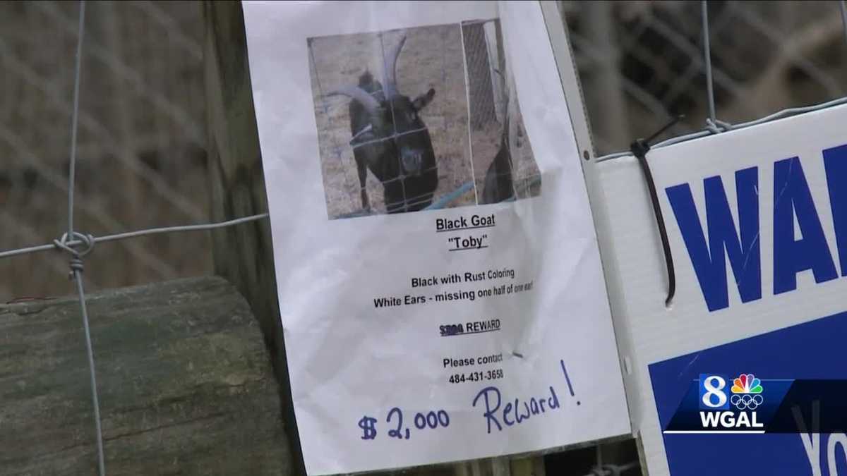 UPDATE: Missing therapy goat reunited with owner in York County