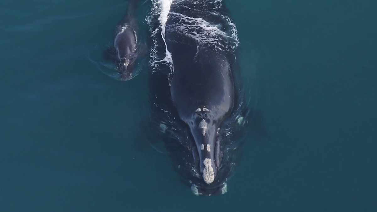 Endangered whale's decline slows, but population falls again