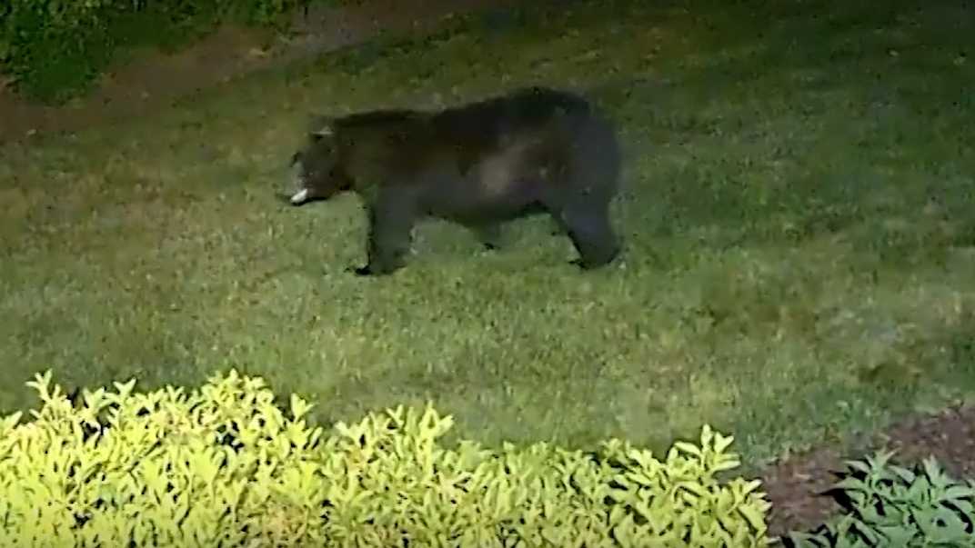 Big bear spotted near elementary school in south-central Pa.