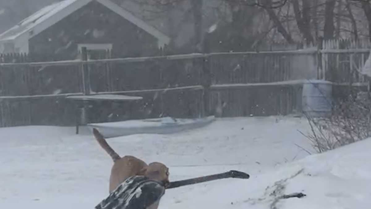 VIDEO: Family's playful pup steals shovel in middle of blizzard
