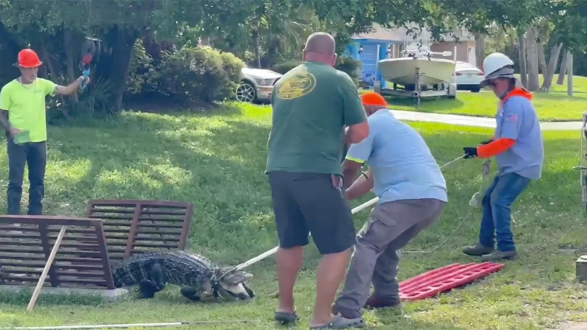 Crews remove 8-foot gator trapped in Cape Coral stormwater pipe