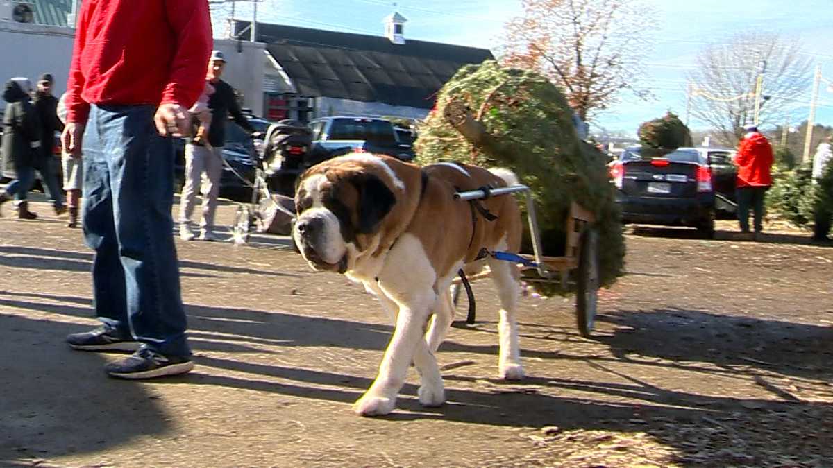 Saint Bernards help haul Christmas trees at Smolak Farms in Mass.