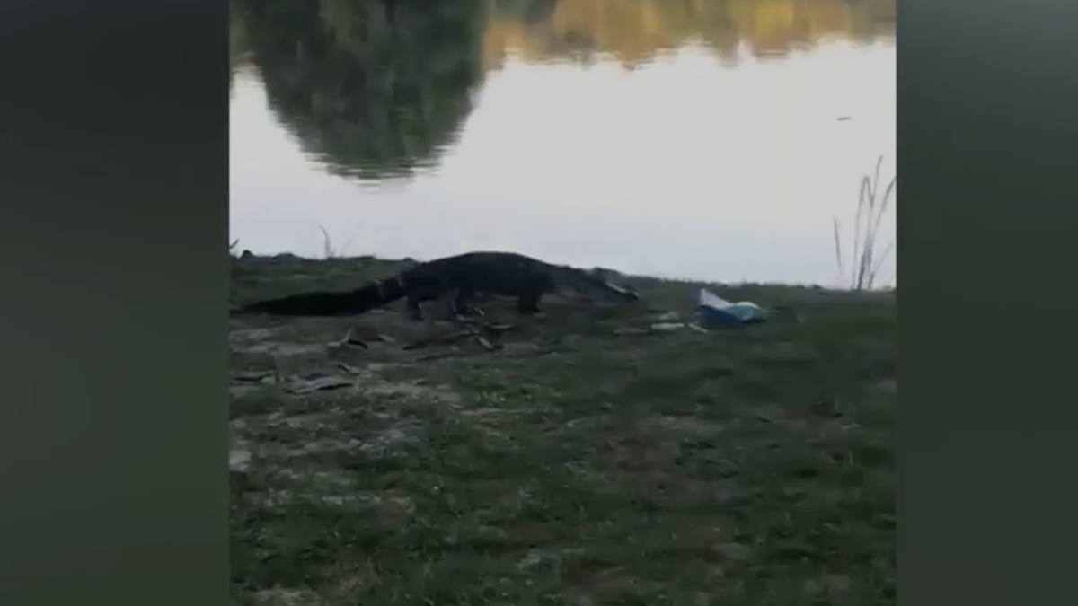 Caught on camera: Guac-loving gator ruins Florida couple's picnic
