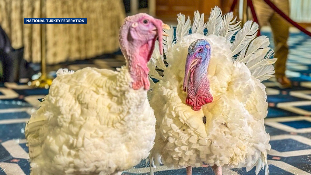 Turkeys, Peach and Blossom, will receive traditional pardoning