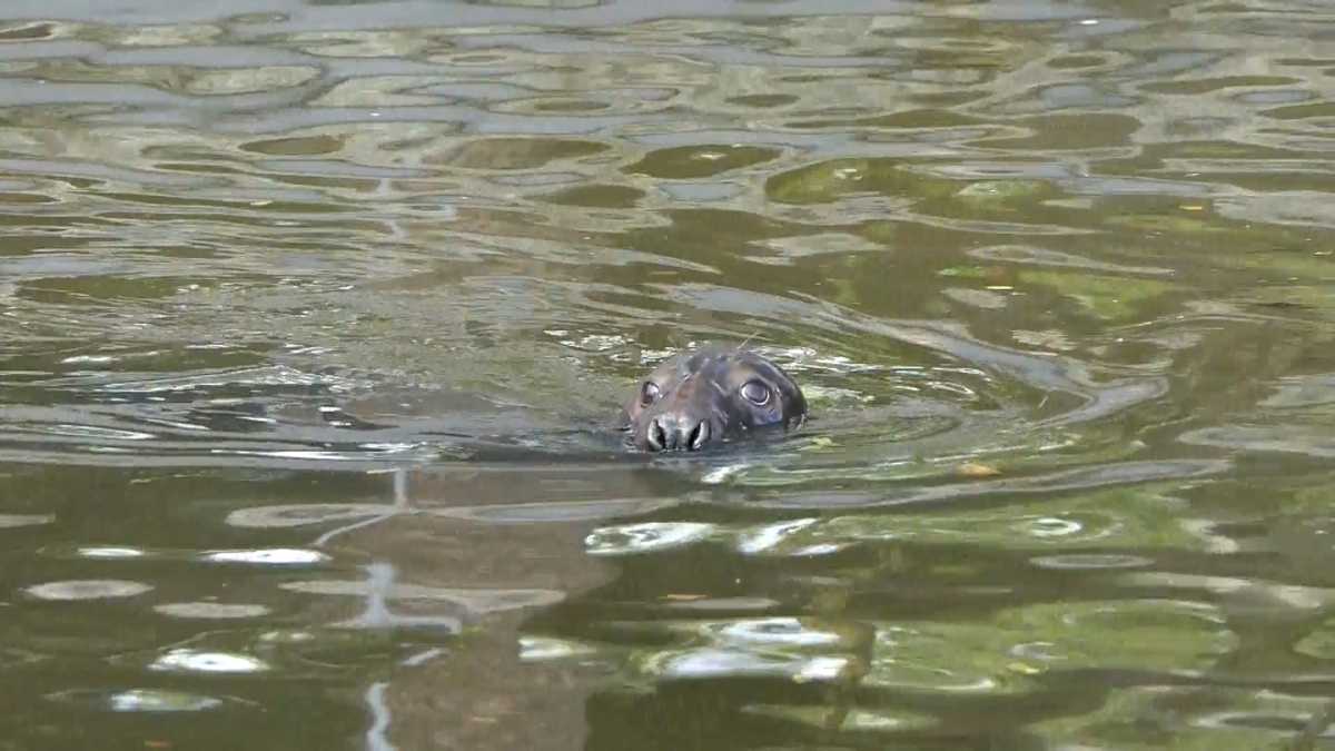 Seal spotted in freshwater pond in Beverly, Massachusetts