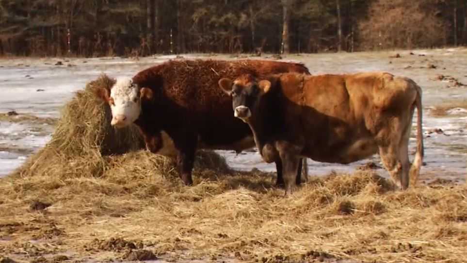 'Seeing eye cow,' blind buddy share moo-ving bond