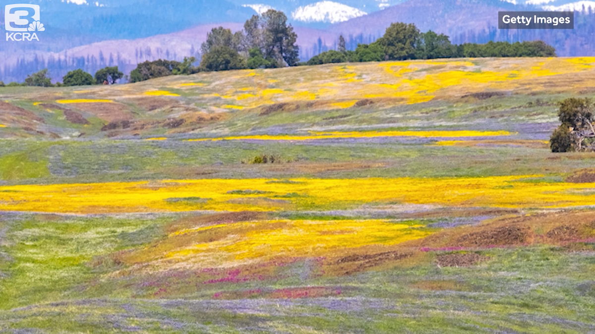 Explore Outdoors: Butte County superbloom hike to 'beauty in impossible ...