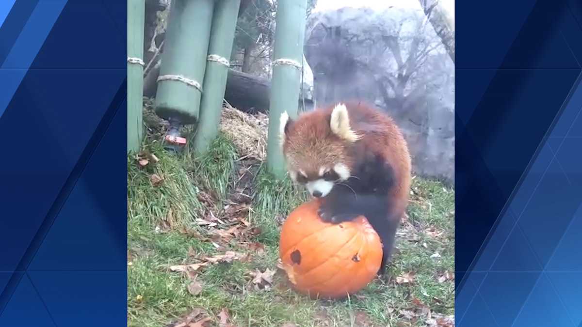 Watch: Zoo's Red Pandas, Prairie Dogs enjoying Thanksgiving treats