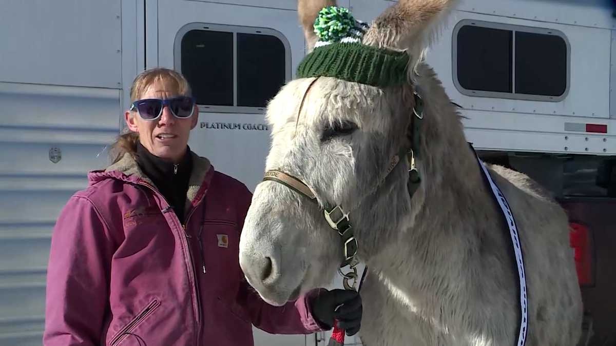 With Clyde the Donkey's term as mayor almost up, a town searches for ...