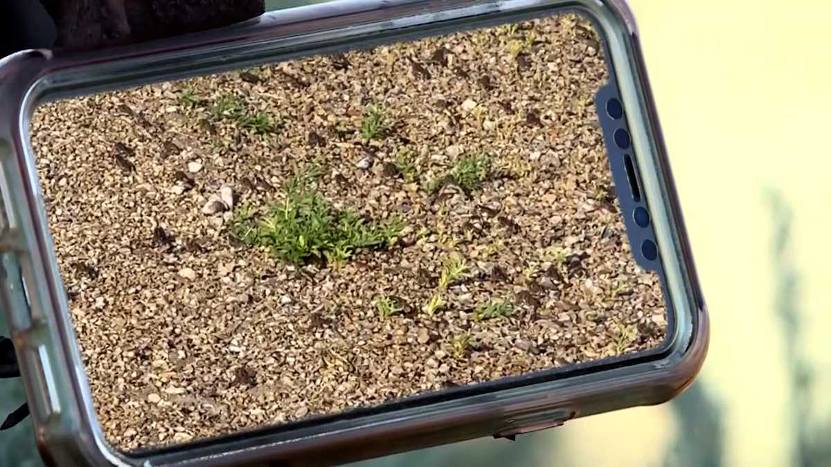 Thousands of toads bring traffic to a halt on a country road