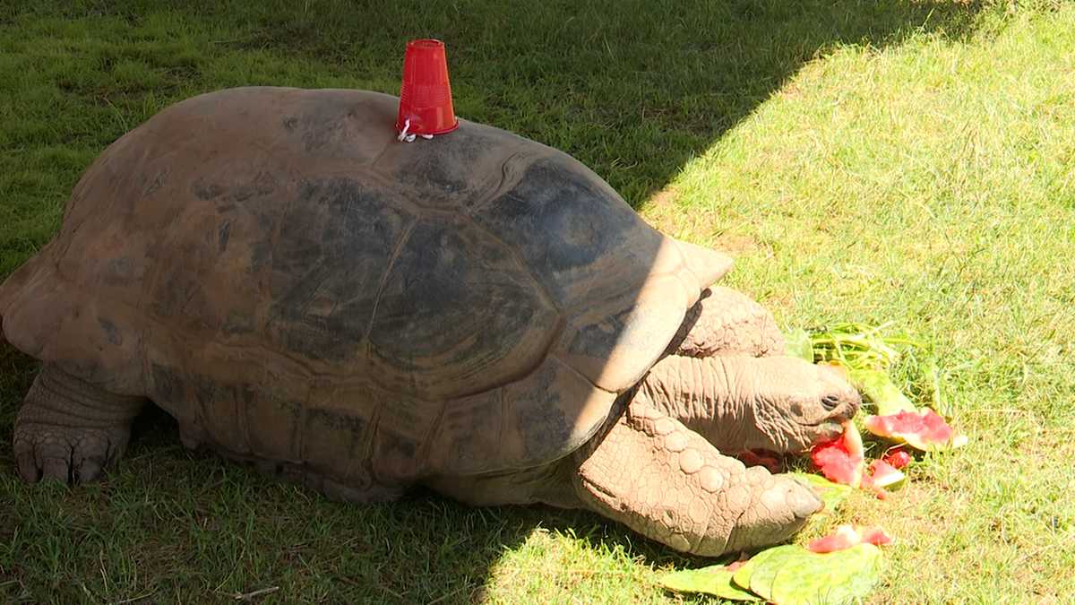 Giant tortoise Orville turns 120 at Reptile Gardens