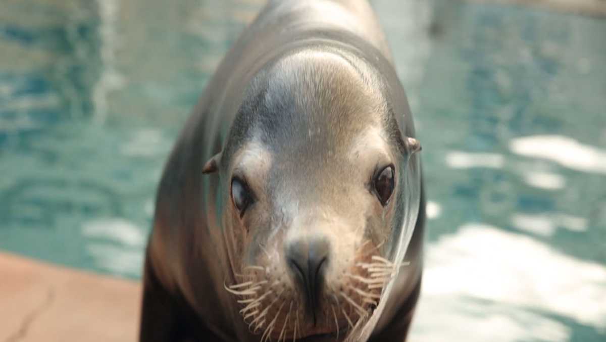 Watch: Slick the seal does tricks