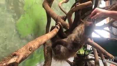 LOOK: New sloth exhibit now open at the Louisville Zoo