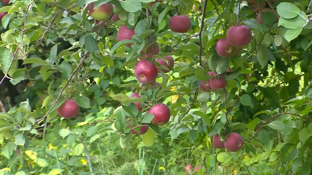 Why this year's apple crop in Mass. has been super abundant